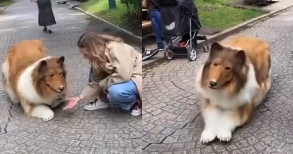 Japanese man reportedly spends $20k to transform himself into a dog ... Japanese man reportedly spends $20k to transform himself into a dog ...